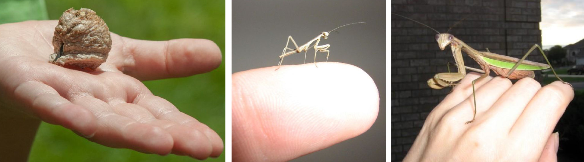 Praying Mantis Babies!! - Princeton Montessori School