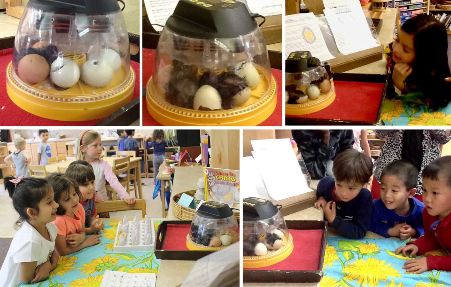 The Chicks have Hatched! - Princeton Montessori School